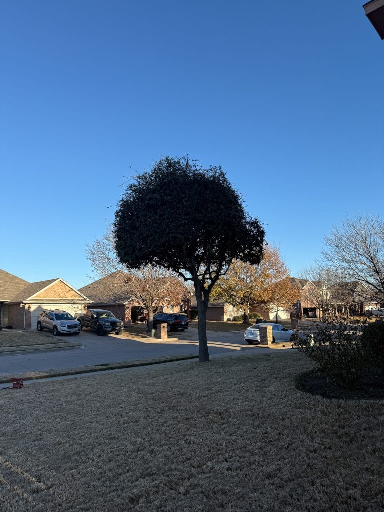 Ryanwood Tree Services – Fort Worth, TX - Texas Tree Tops