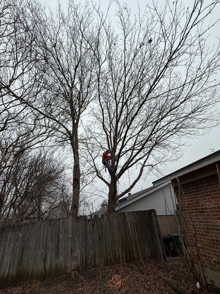 Tree Services in Southlake, TX - Texas Tree Tops