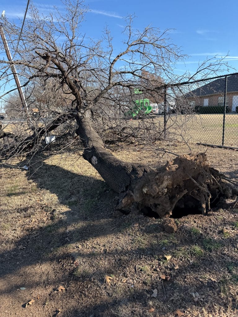 Tree Removal Fort Worth | Safe & Affordable Tree Service – Texas Tree Tops