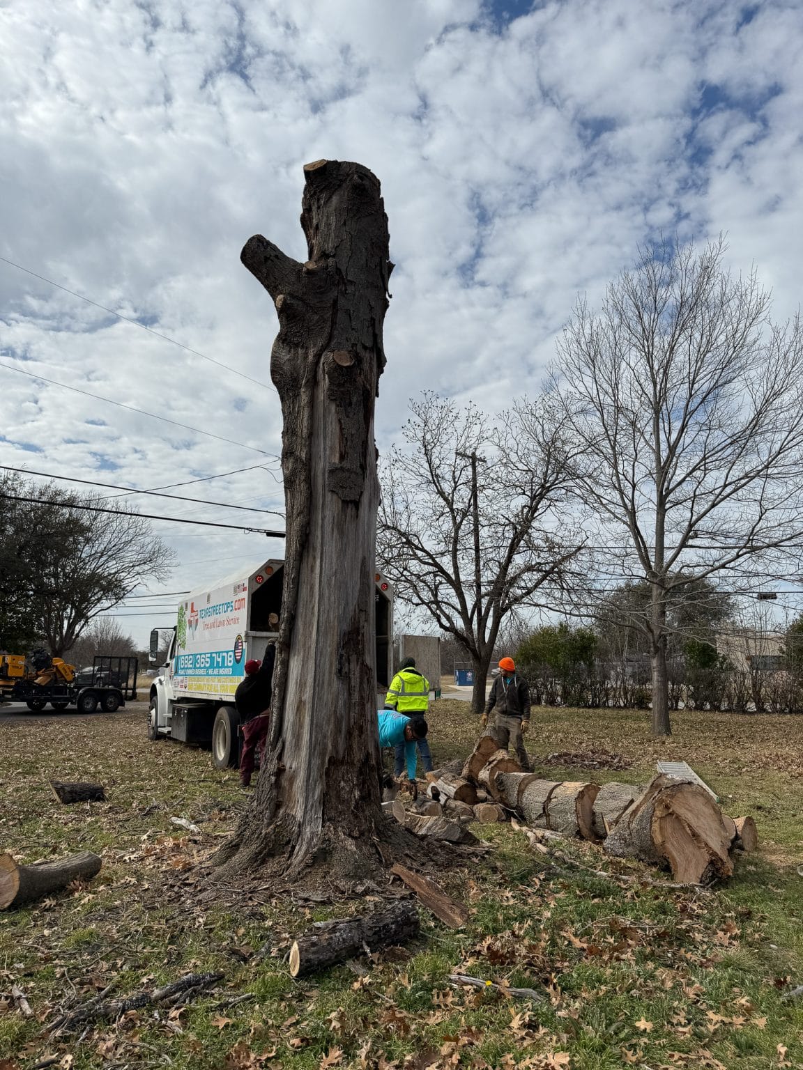 Professional Tree Trimming in Dallas | Texas Tree Tops
