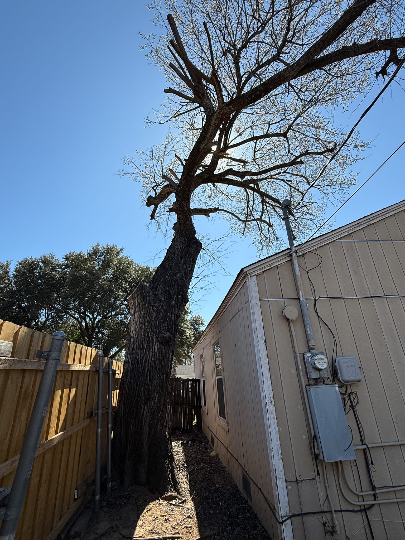 Professional Tree Trimming in Dallas | Texas Tree Tops