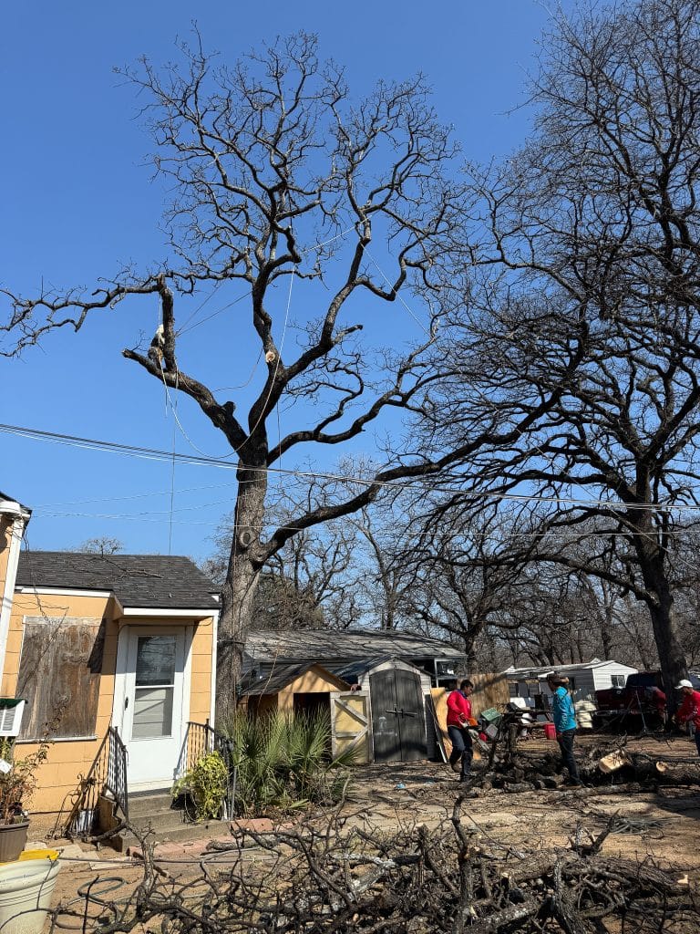 Tree Pruning Services | Texas Tree Tops - Tree Services