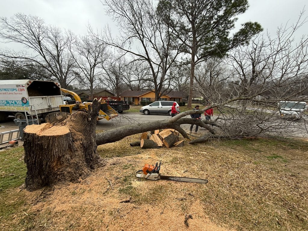 Professional Tree Services in Colleyville, TX - Texas Tree Tops