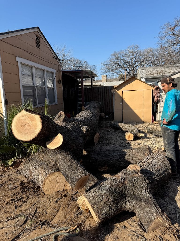 Premium Tree Services in Preston Hollow, Dallas, TX - Texas Tree Tops